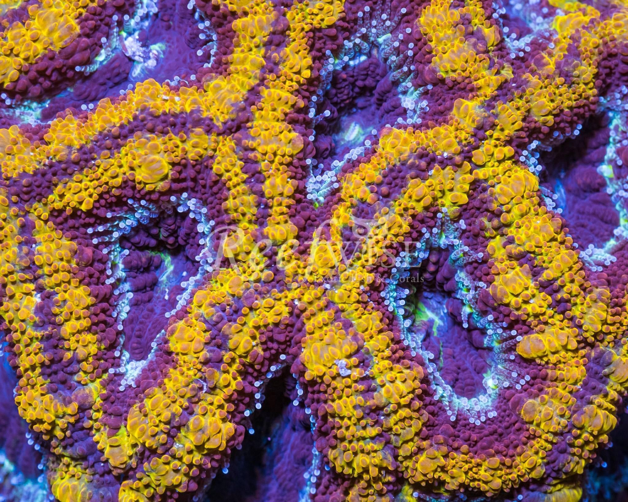 ALL CORAL – Reefwise