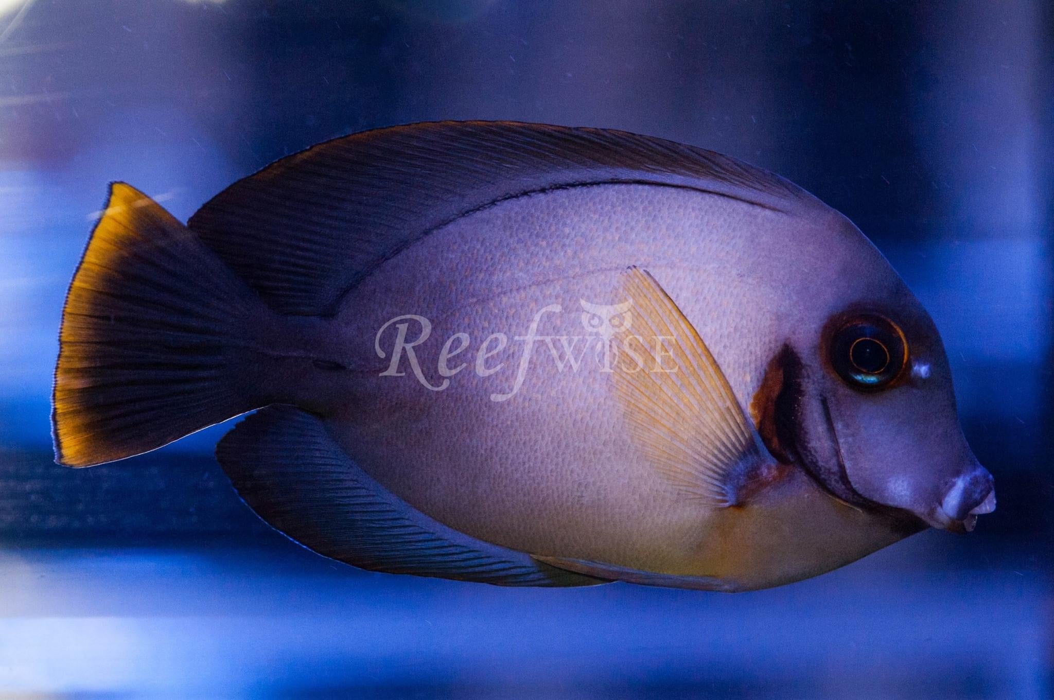Chocolate Tang (Adult colors) – Reefwise